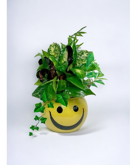 Tulsa Green Plant Delivery | Mary Murray's Tulsa Florist