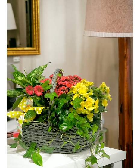 Tulsa Green Plant Delivery | Mary Murray's Tulsa Florist